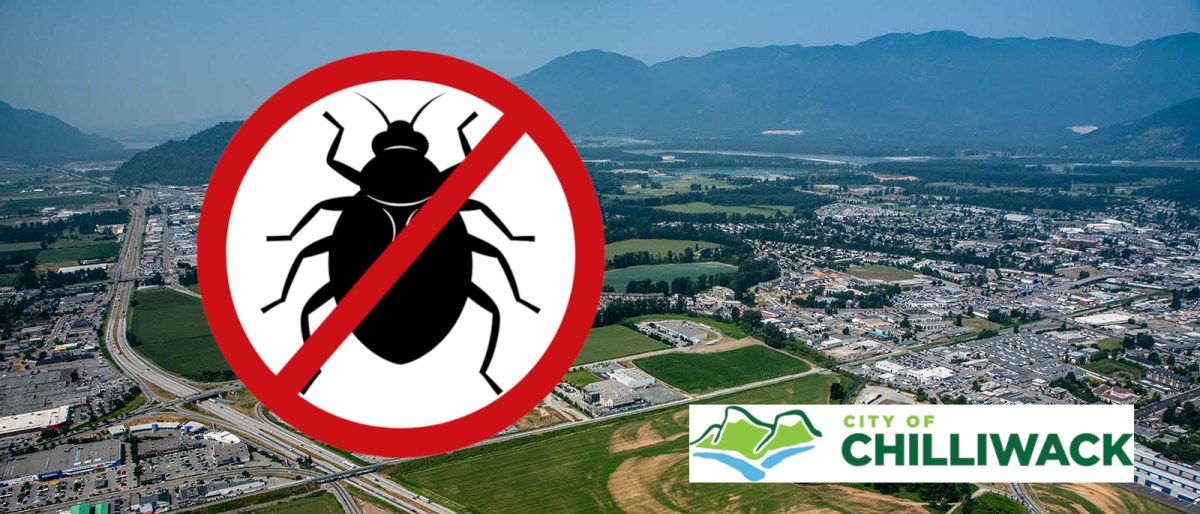 Effective Bed Bug Removal in Chilliwack, BC: Heat Treatment vs ...